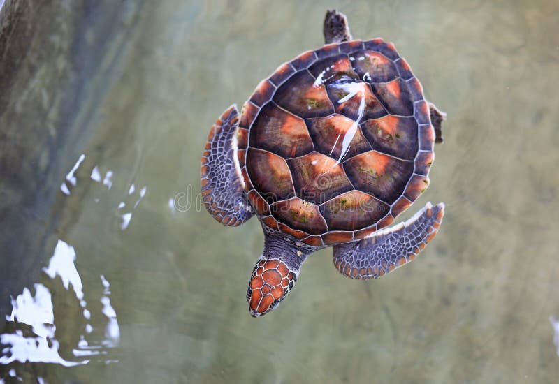 Sea Turtle Swimming in Nursery Pool at Breeding Center Stock Photo ...