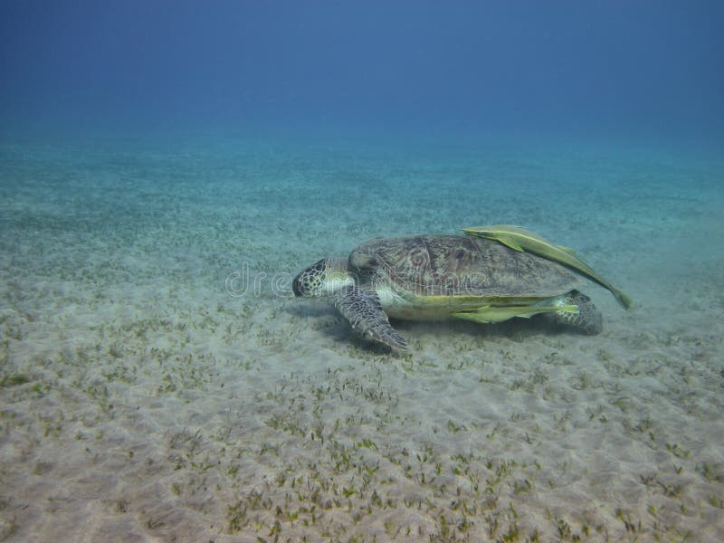 Sea Turtle Swimming Over the Sea Bottom Stock Photo - Image of hawaii ...