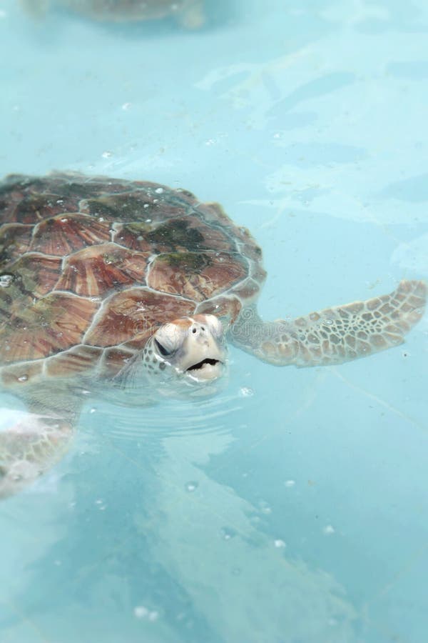 Sea Turtle Swimming in the Pool Stock Photo - Image of coral, fish ...
