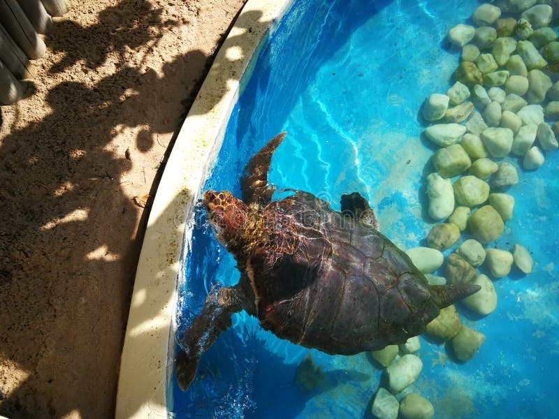 A Turtle in a Swimming Pool Stock Photo - Image of aquarium, fish ...