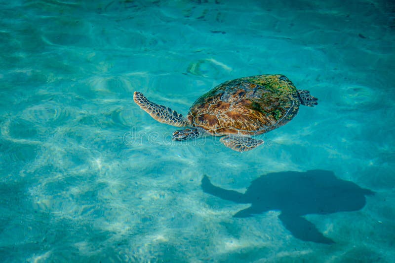 Sea Turtle Swimming in Water Stock Image - Image of marine, scuba ...