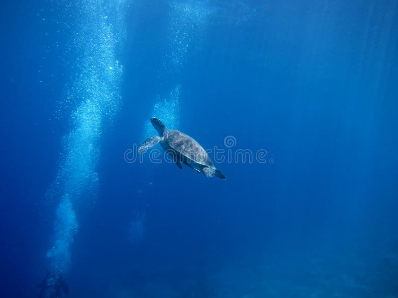 Sea turtle between bubbles stock photo. Image of dream - 29718756