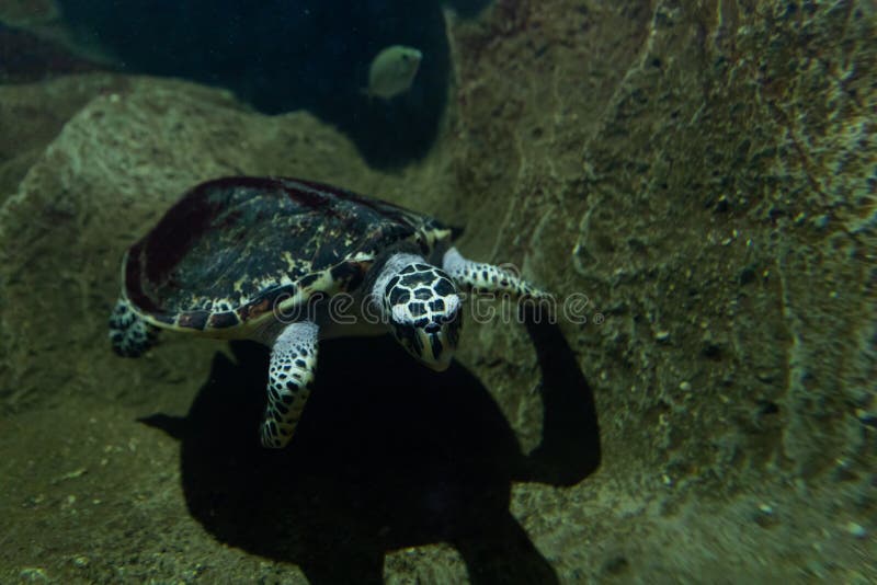 Sea Turtle Swims in the Dark Water of the Ocean Stock Photo - Image of ...
