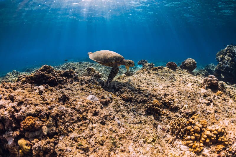 Sea Turtle Swim Underwater in Tropical Blue Sea Stock Photo - Image of ...