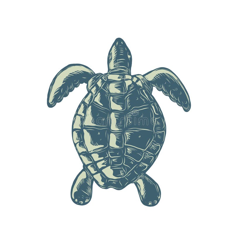 Cartoon Sea Turtle Top View