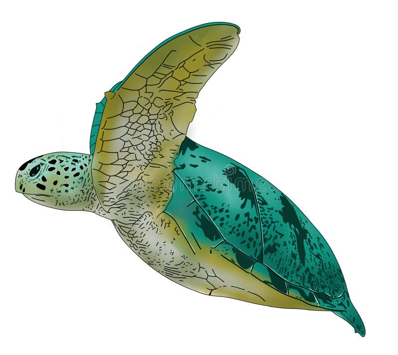 Sea Turtle Turquoise Ocean Life Stock Illustration - Illustration of ...