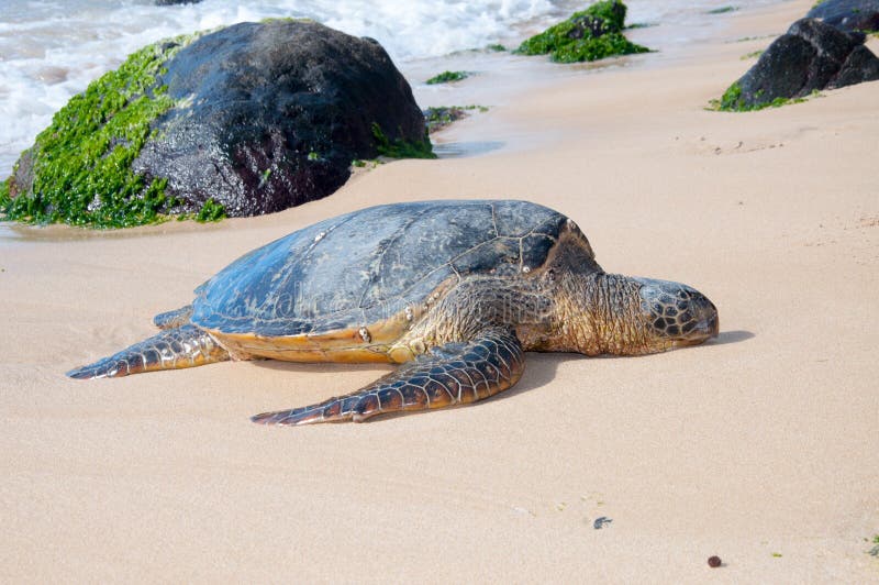 Sea Turtle in Turtle Bay, Oahu Island, Hawaii Stock Photo - Image of ...