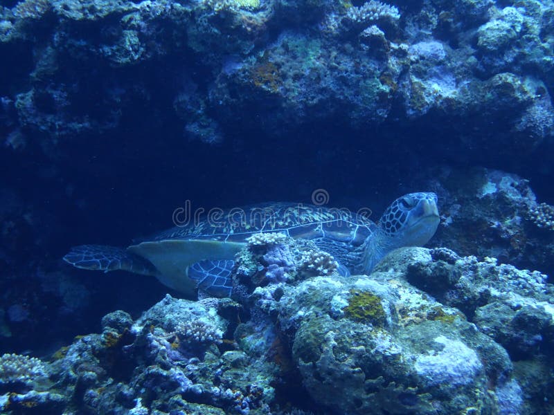 Sea Turtle Under the Sea,in Okinawa Marine Life Tropical Stock Photo ...
