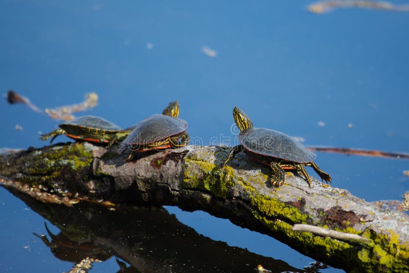 Turtle Under Water in Congaree National Park, South Carolina Stock ...
