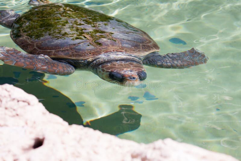 Turtle Under Water in Congaree National Park, South Carolina Stock ...