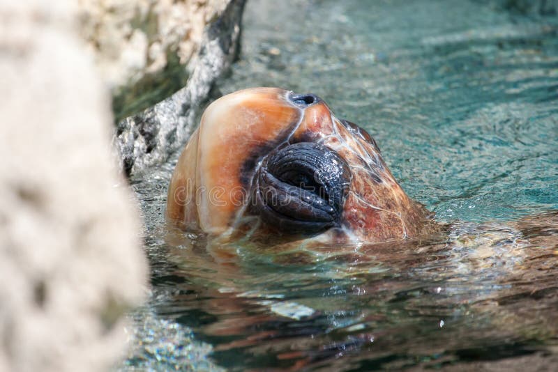 Turtle Under Water in Congaree National Park, South Carolina Stock ...