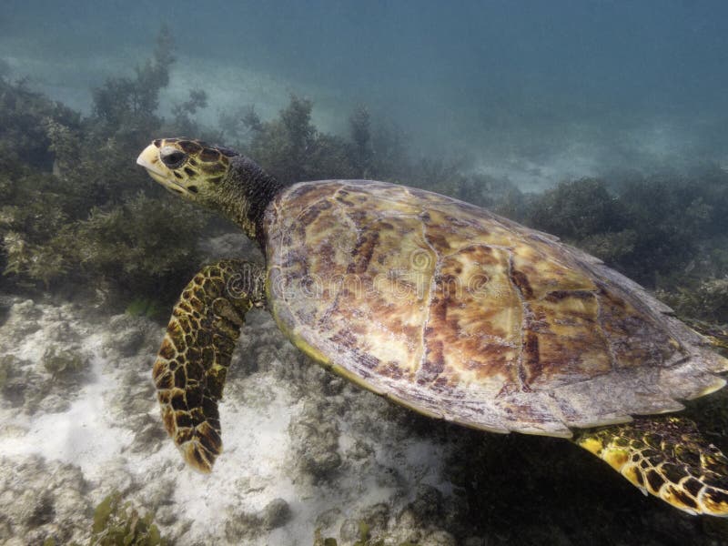 Sea turtle underwater stock photo. Image of seychelles - 21846588