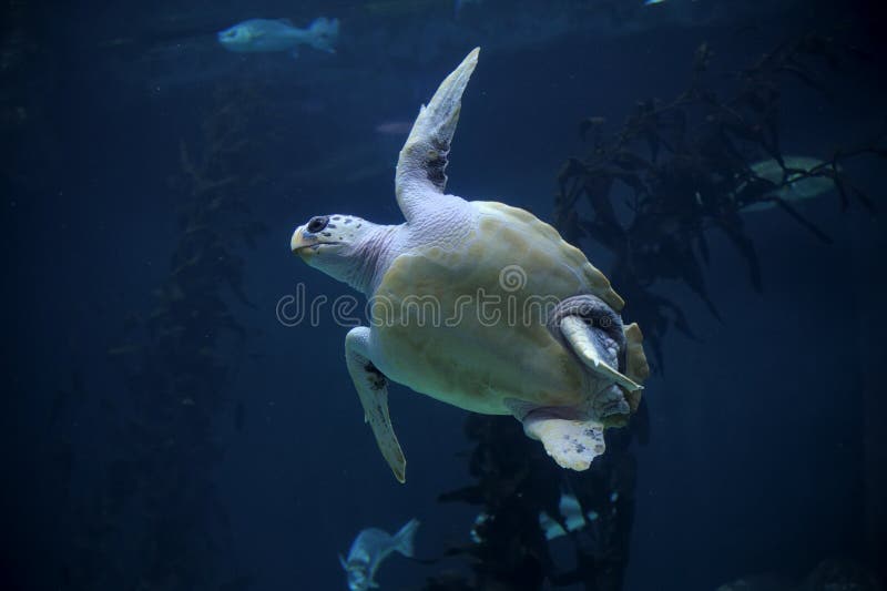 Great Sea Turtle Flying Underwater. Stock Photo - Image of flying, blue ...