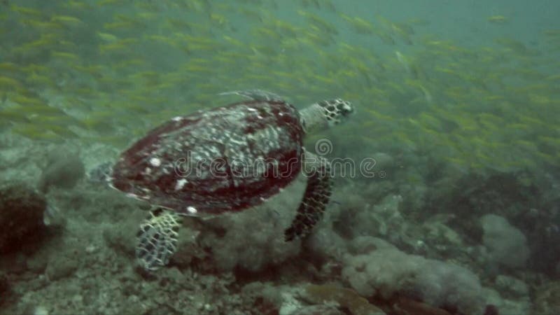 Sea Turtle Underwater Swim Slow with Sun Beams and Rays Ocean Scenery ...