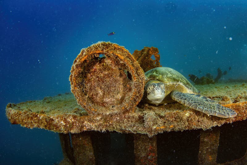 Sea Turtle Underwater Resting on a Ship Wreck Stock Image - Image of ...
