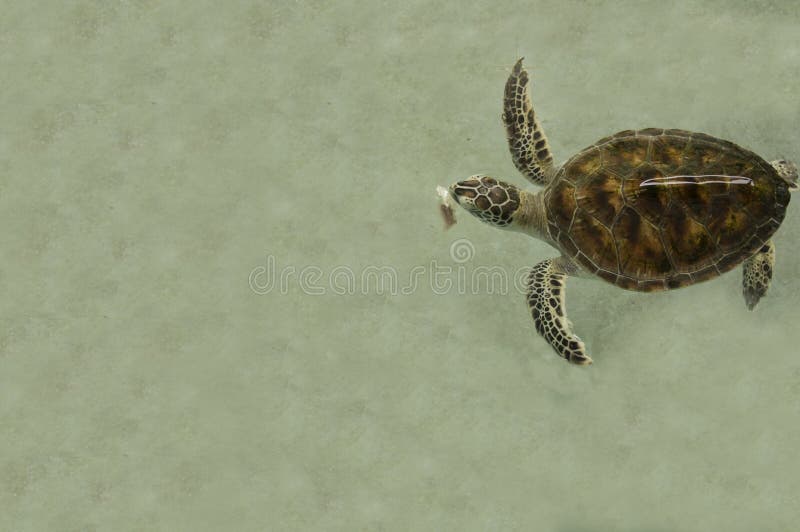 Sea Turtle Underwater Sick Small Little Nature Concept Stock Photo ...