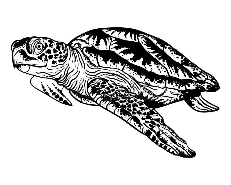 Ink Turtle Stock Illustrations – 822 Ink Turtle Stock Illustrations ...