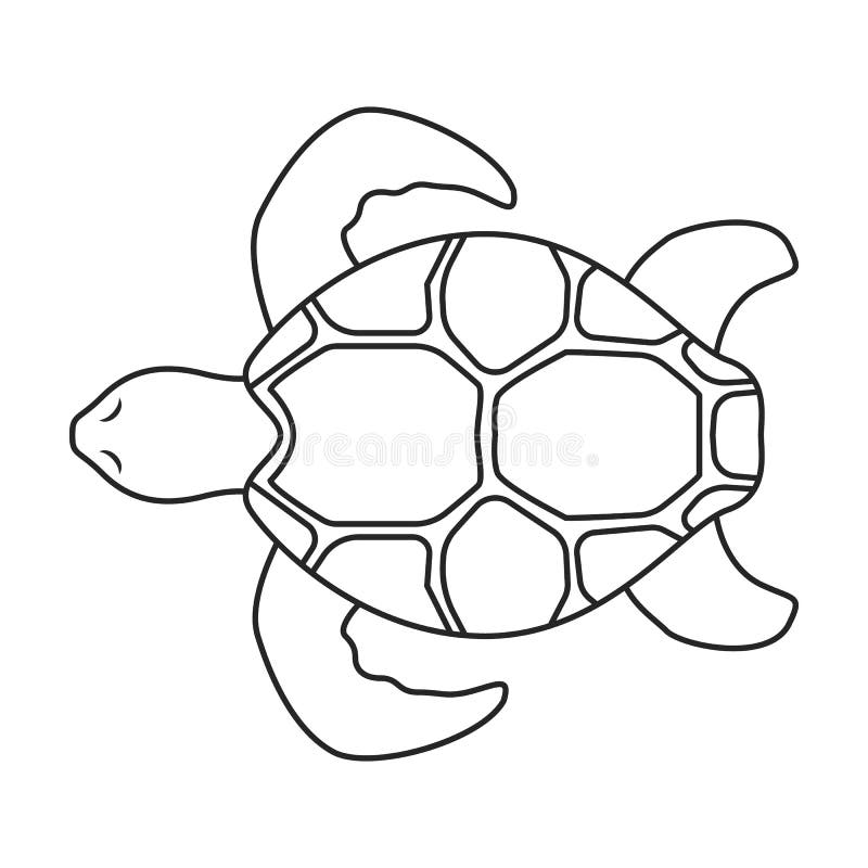 Sea Turtle Vector Icon.Outline Vector Icon Isolated on White Background ...