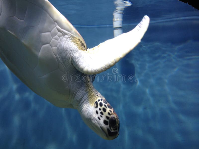 Sea Turtle, Turtle, Water, Loggerhead Stock Image - Image of fish ...