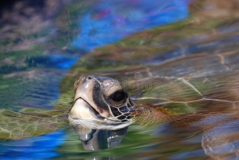 Sea Turtle at the Water`s Surface Stock Photo - Image of nature, lute ...