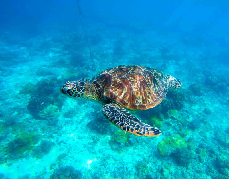 Sea Turtle In Water Wild Turtle Swimming Underwater In Blue Tropical