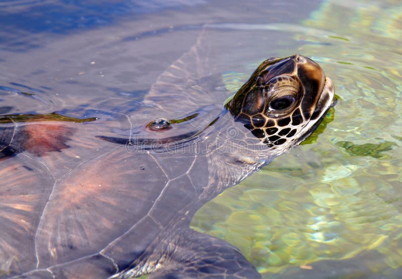 Sea turtle stock photo. Image of natural, environment - 32094034