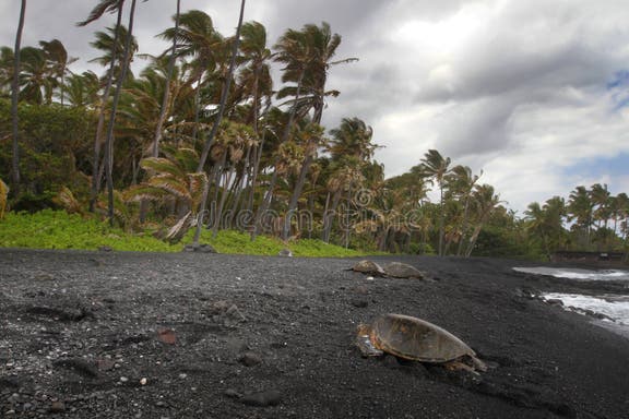 5,632 Sea Turtles Pensacola Beach Stock Photos - Free & Royalty-Free ...