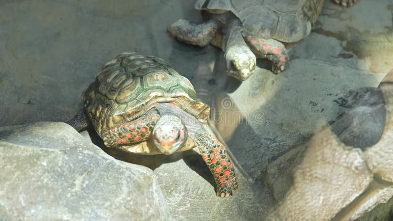 Sea Turtles Close-up in the Zoo Stock Video - Video of closeup ...
