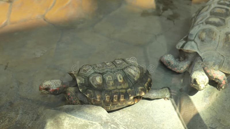 Sea Turtles Close-up in the Zoo Stock Video - Video of closeup ...