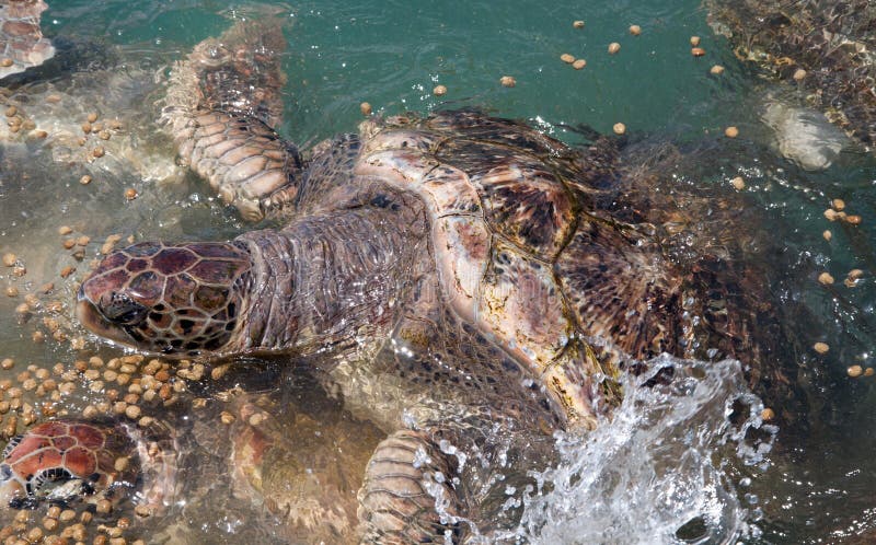 Sea Turtles stock photo. Image of turtle, water, food - 32476396