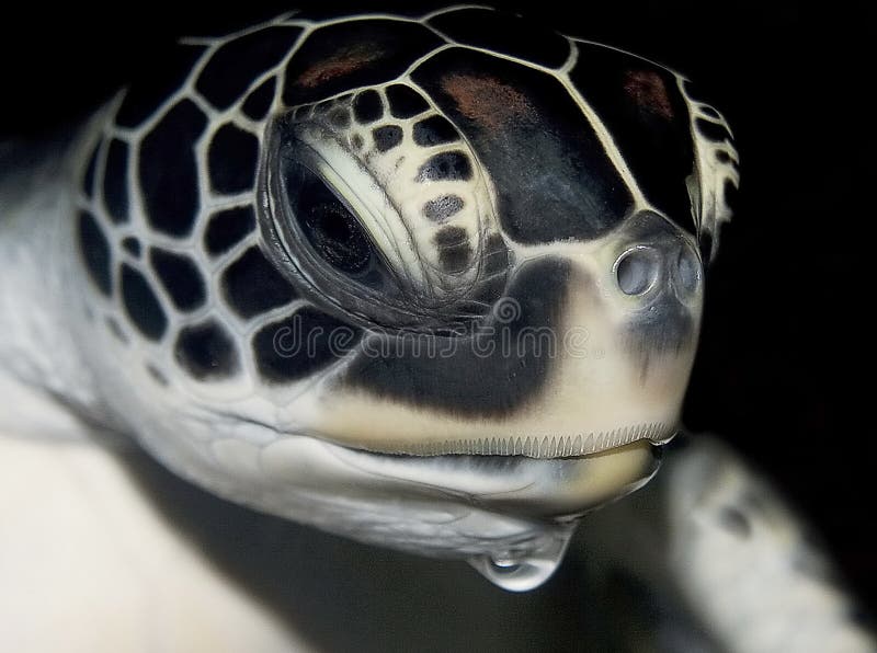 Sea turtles head stock photo. Image of four, structure - 171525828