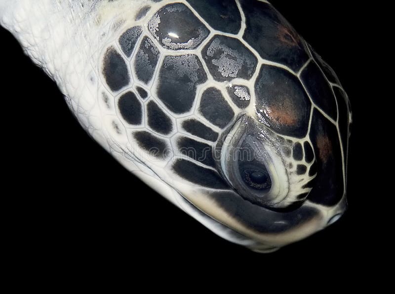 Sea turtles head stock image. Image of wildlife, wilderness - 171526117