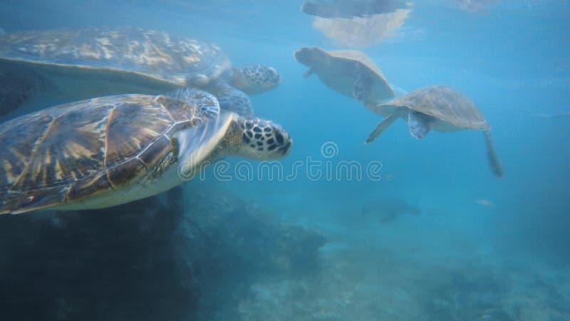 Sea Turtles in a Natural Pool Stock Video - Video of culture, animal ...