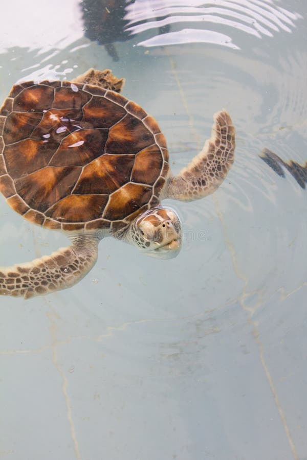 Sea Turtles Swim in Crystal Clear Water. Stock Image - Image of hawaii ...