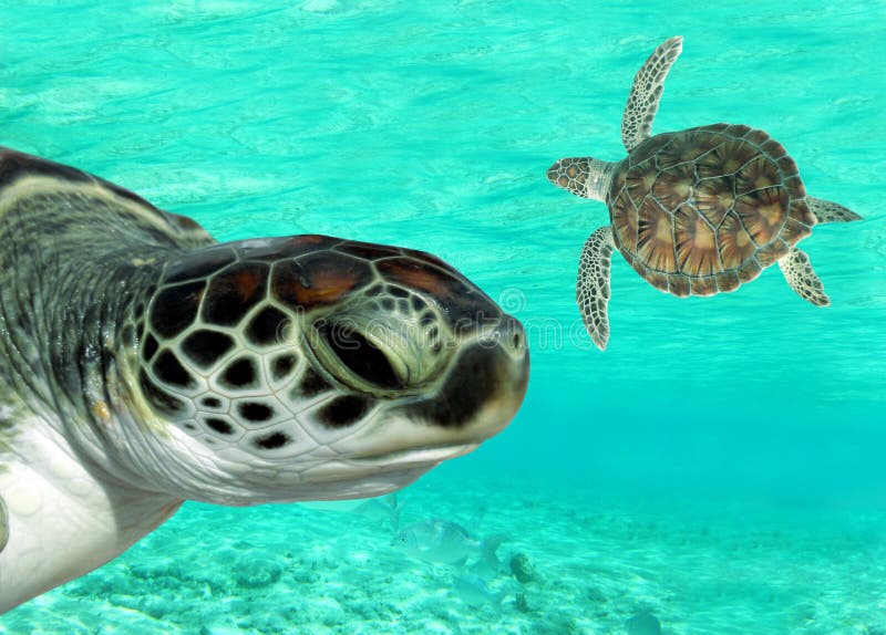 Sea Turtles Swimming Stock Photography - Image: 14968112