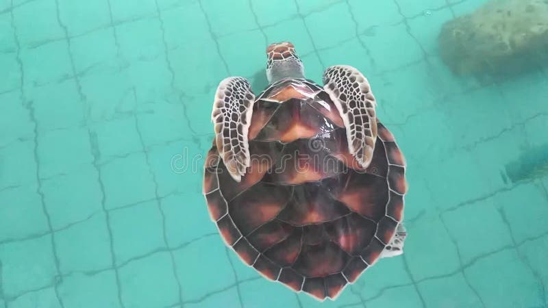 Sea Turtles Swims in a Conservation Pond Stock Video - Video of marine ...