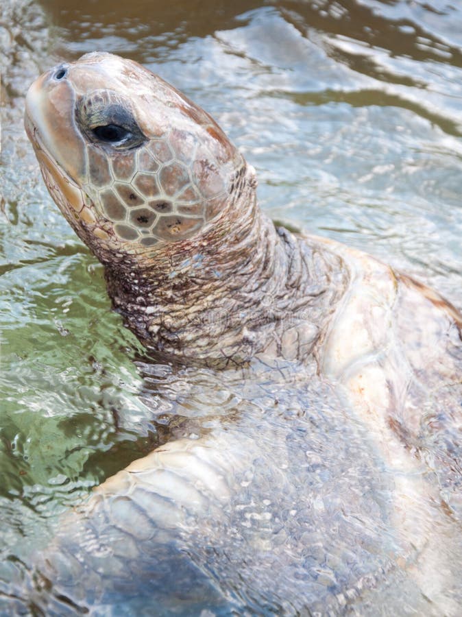 Sea Turtles stock image. Image of pool, gigantic, ocean - 32476385