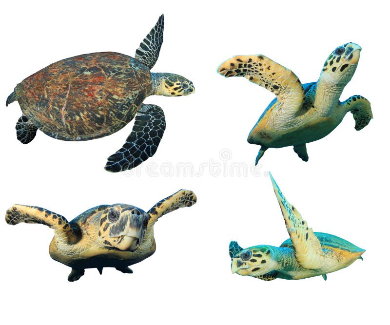 Sea Turtles on white stock photo. Image of marine, underwater - 25271602