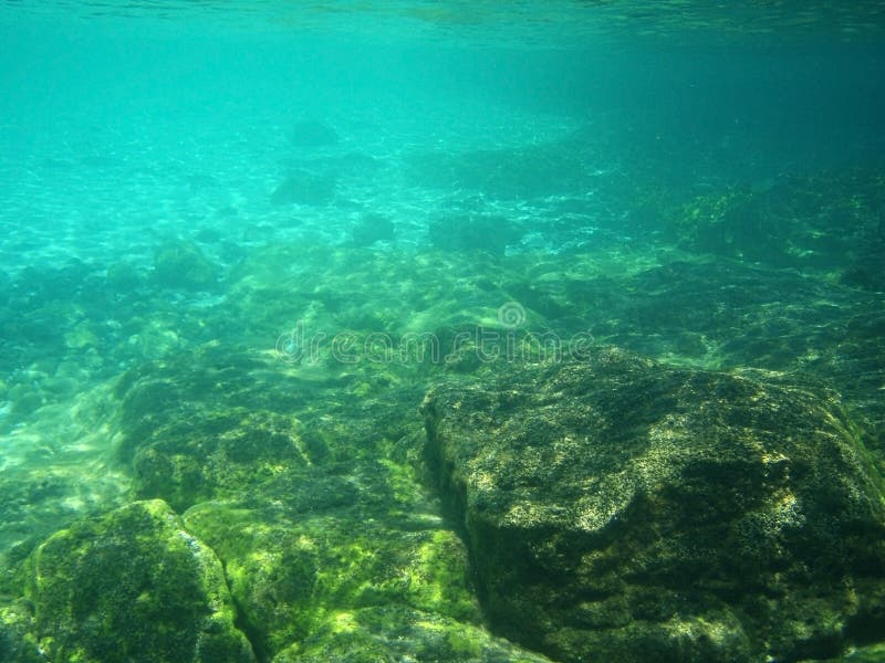 Beautiful Underwater View of a Pond Stock Photo - Image of world, lily ...