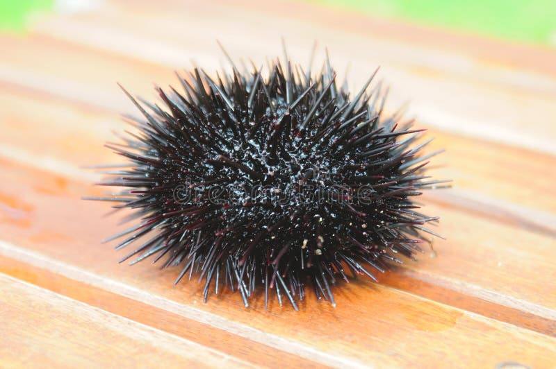 Sea urchin, echinus stock image. Image of macro, colorful - 26354675