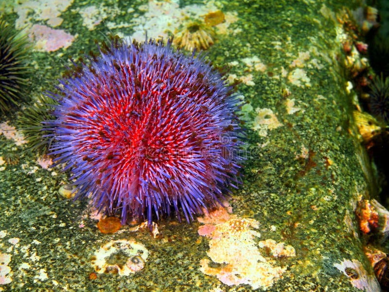 Sea urchin Echinus stock photo. Image of animal, world - 44304208