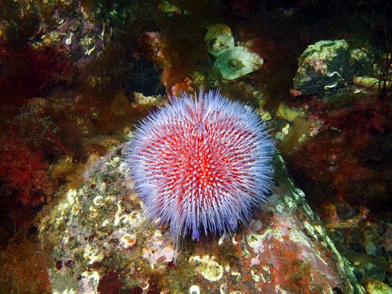 Sea urchin Echinus stock image. Image of animal, world - 44380983