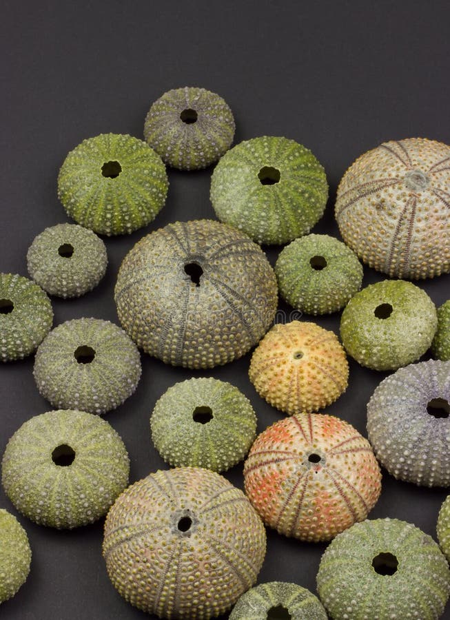 Sea urchin stock photo. Image of biology, round, object - 29414470