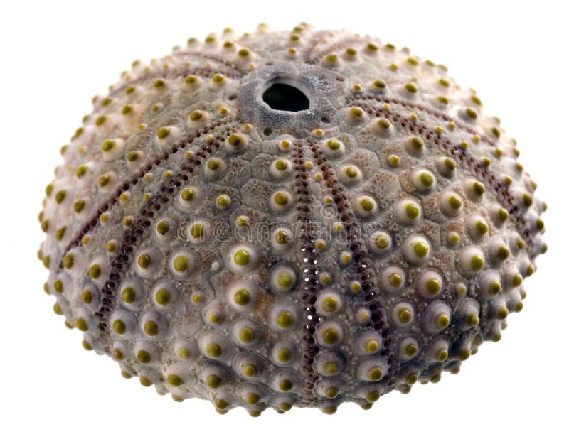 Sea Urchin Isolated on White Close-up Depth of Tield Stock Image ...