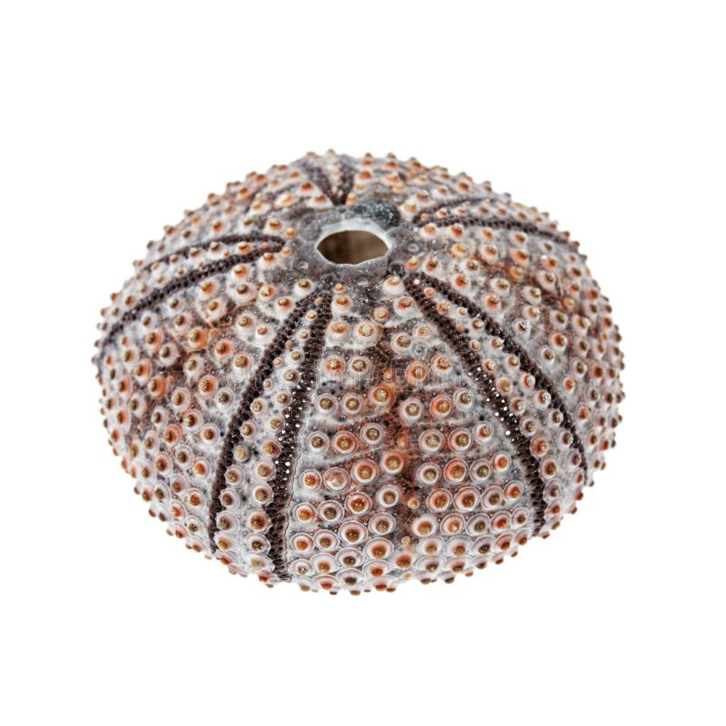 Brown and Orange Sea Shells Isolated on White Stock Image - Image of ...