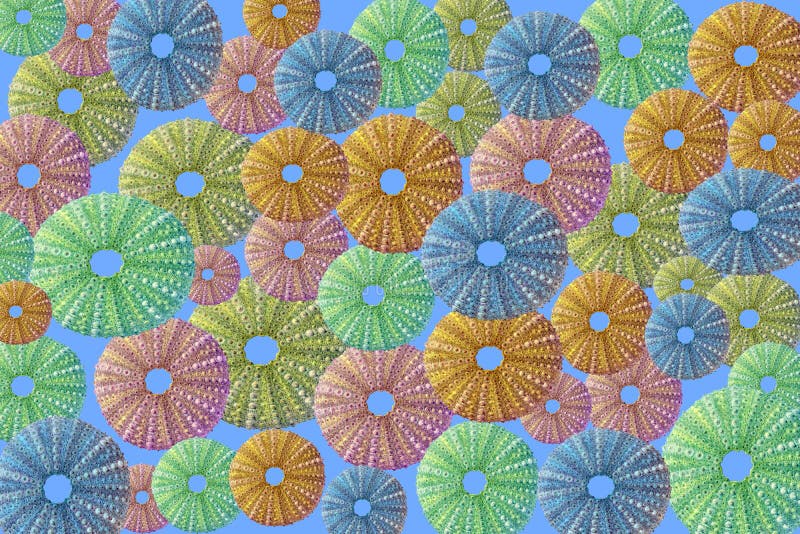 Sea Urchin Pattern stock illustration. Illustration of carbonate ...