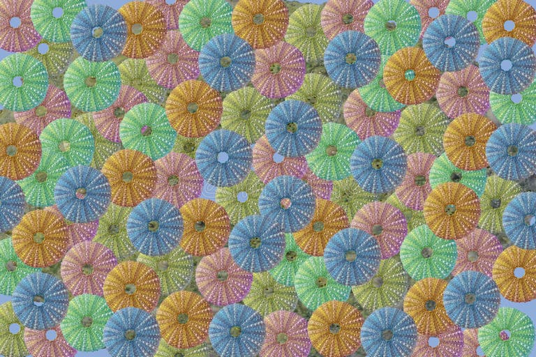 Sea Urchin Pattern stock illustration. Illustration of life - 156533890