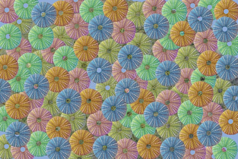 Sea Urchin Pattern stock illustration. Illustration of life - 156533890