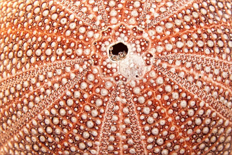 Sea Urchin Patterns stock image. Image of seaurchin, marine - 36461523