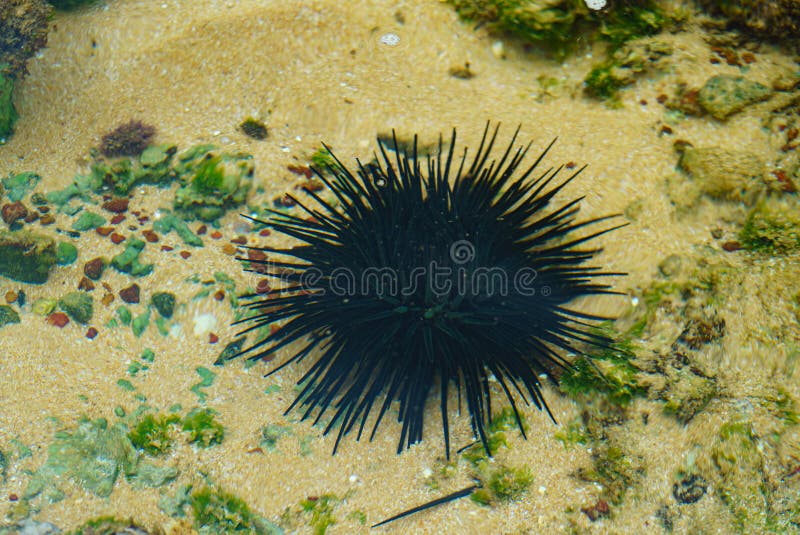 Sea Urchin on the Sandy Bottom Underwater Stock Photo - Image of exotic ...